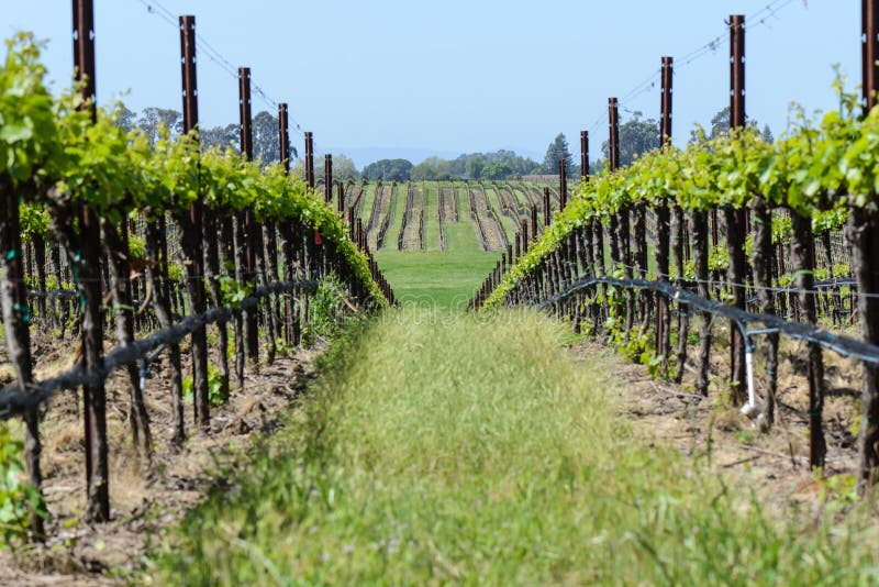 Grapevine in Spring stock photo. Image of napa, vitis - 34615226
