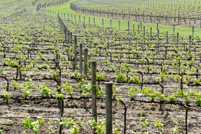 Vineyard in the spring stock image. Image of vineyard - 125437107