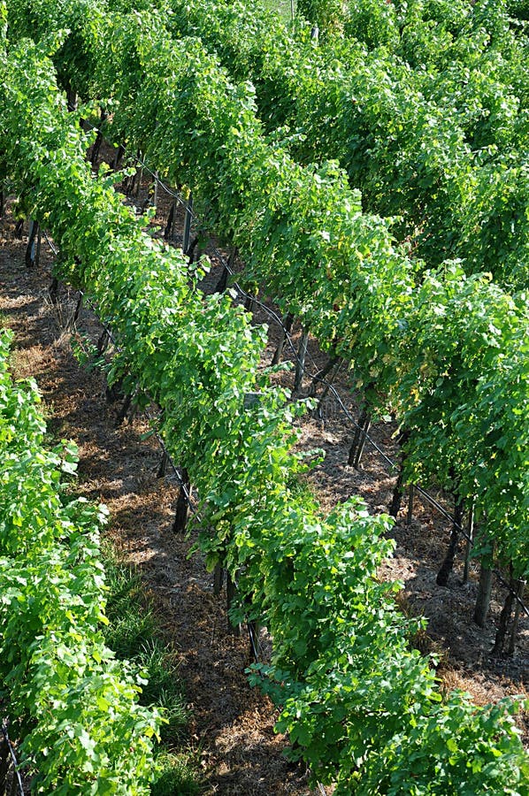 Vineyard in spring stock photo. Image of leaves, grapes - 119594314