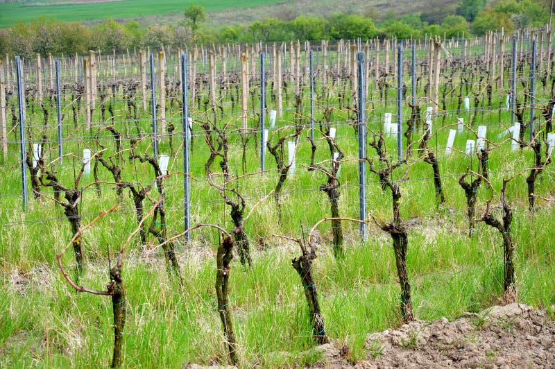 Vineyard in the spring stock image. Image of vineyard - 125437107