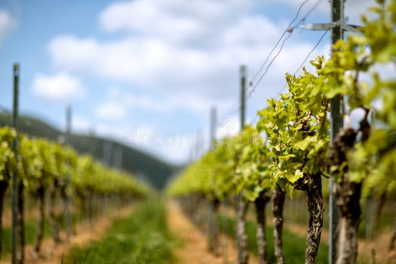Vineyard in Spring stock image. Image of palatinate - 147262653