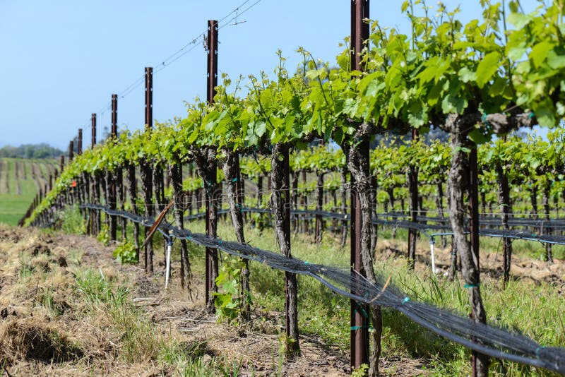 Vineyard in Spring stock photo. Image of grapes, farm - 30932726