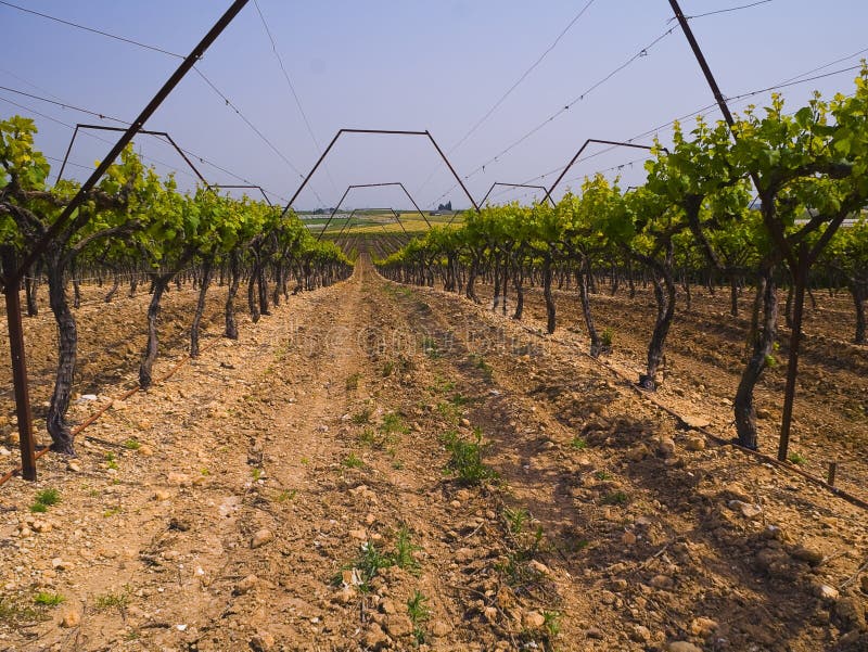 Vineyard in Spring in Hanadiv Valley Israel Stock Image - Image of ...