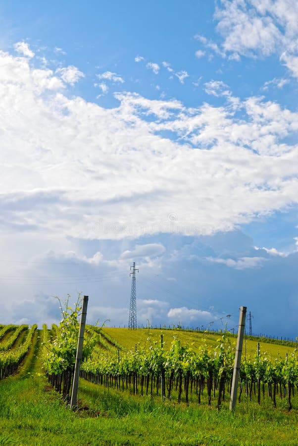 Vineyard in Spring in Italy Stock Image - Image of green, sunrise: 39604039