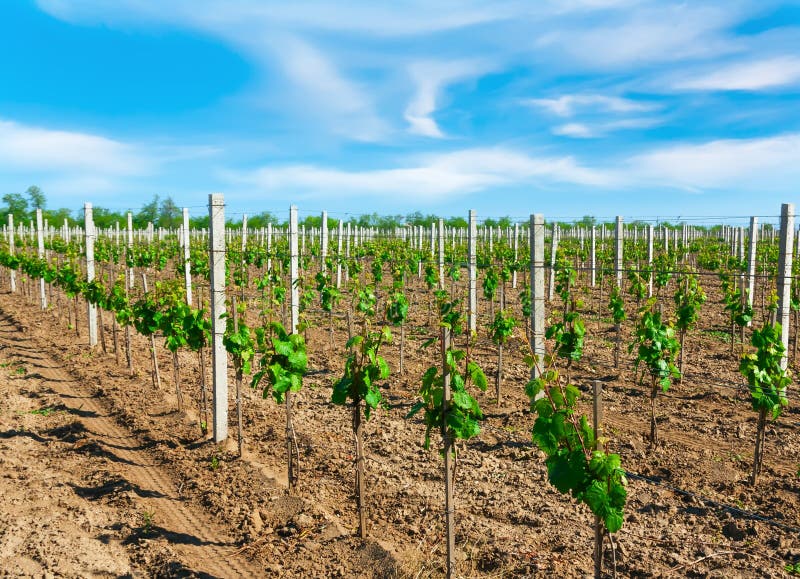 Vineyard spring landscape stock photo. Image of agricultural - 136817564