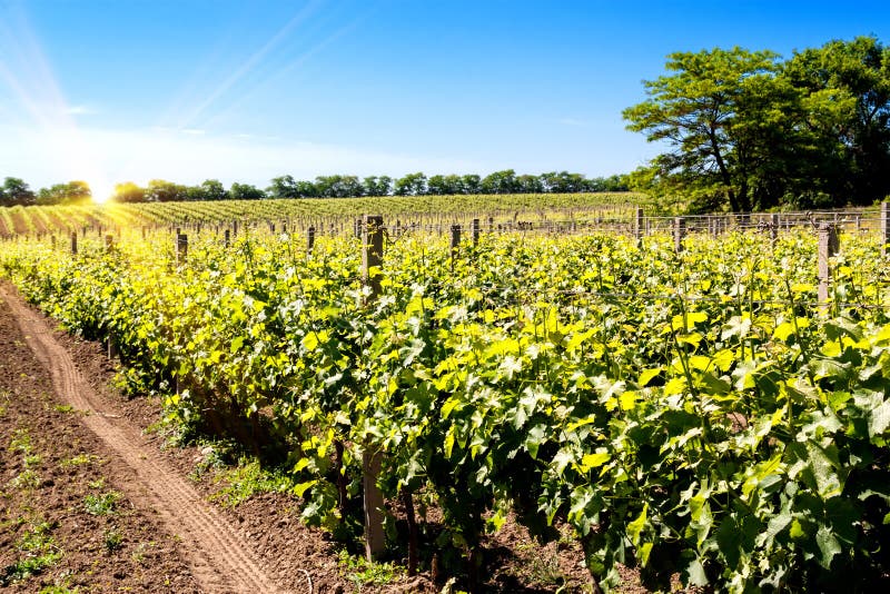 Vineyard spring landscape. stock image. Image of field - 110976983