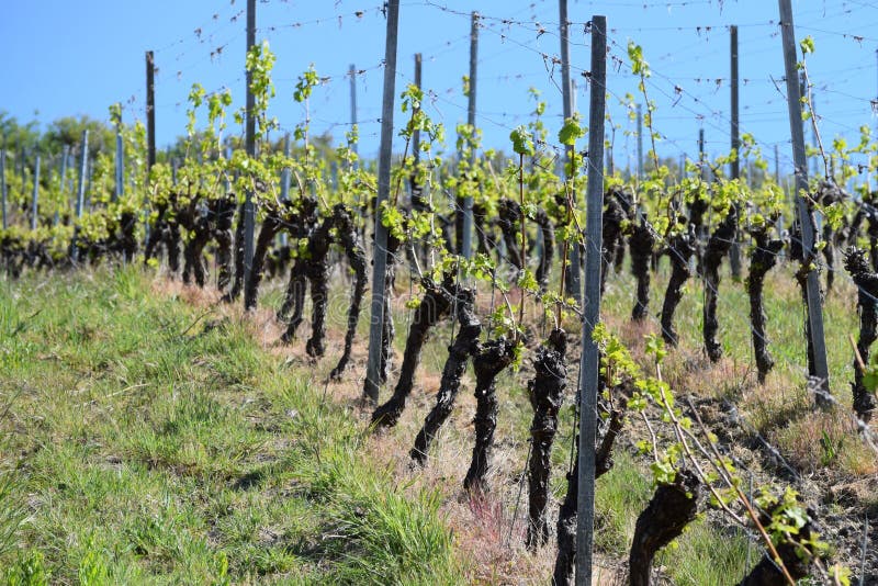 Vineyard in Spring stock image. Image of hillside, vines - 180792735