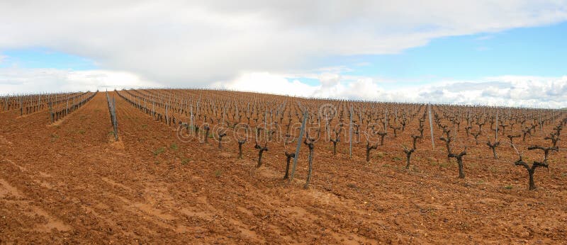 Vineyard in Spring stock photo. Image of planting, industry - 91937030