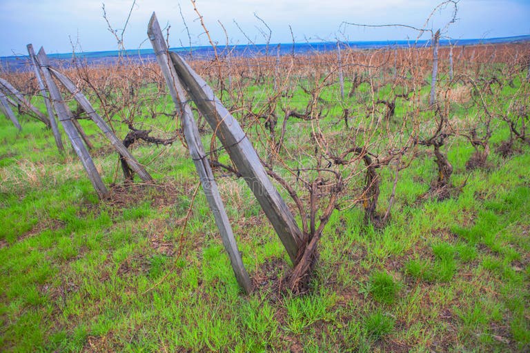 Vineyard in the spring stock image. Image of vineyard - 125437107