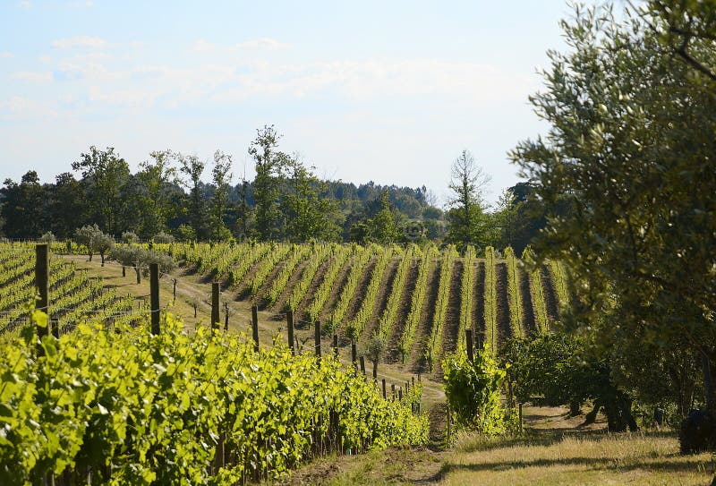 Vineyard in Spring stock photo. Image of grapes, farm - 30932726