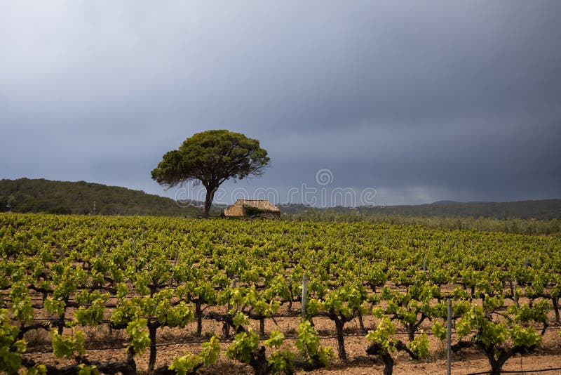 Vineyard in Spring before the Rain, Dramatic Sky. Field of Grape Vines ...