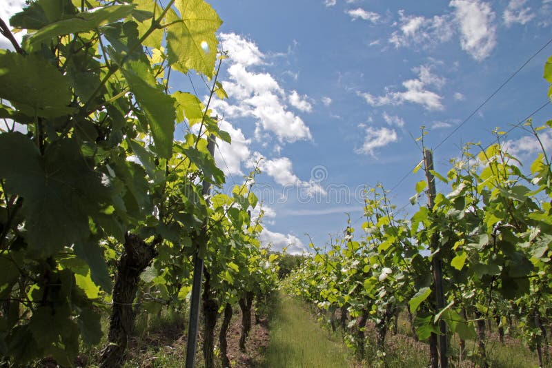 Grapevine in Spring stock photo. Image of napa, vitis - 34615226