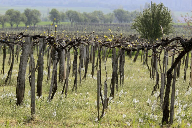 Vineyard in spring time stock photo. Image of climbing - 14988656