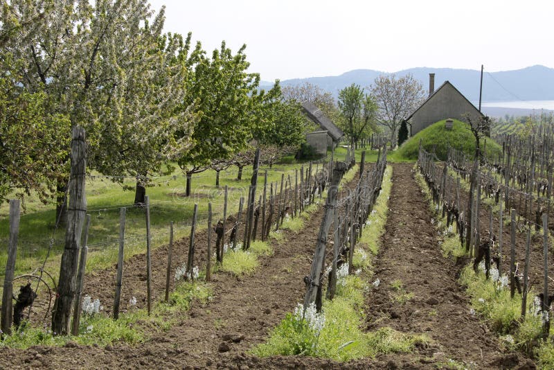 Vineyard in spring time stock image. Image of espalier - 15706445