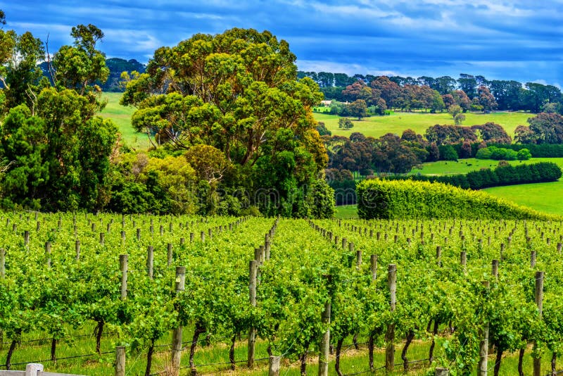Vineyard in the spring stock image. Image of vineyard - 125437107
