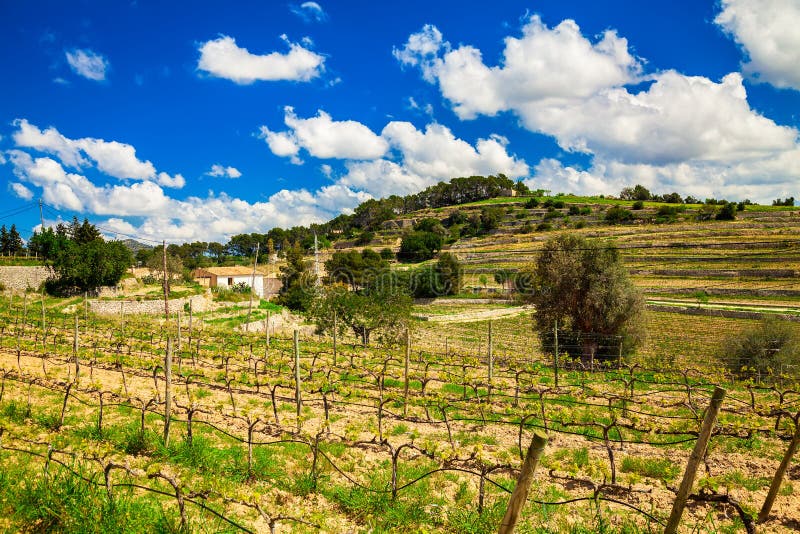 Vineyard in spring stock photo. Image of landscape, valley - 59465562