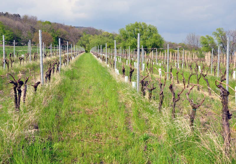 Vineyard in spring stock image. Image of gardening, green - 40140475