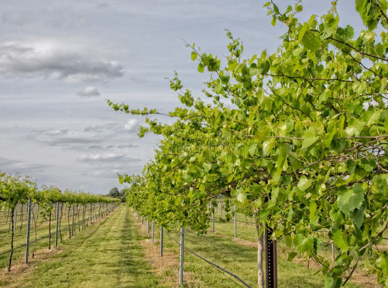The vineyard in springtime stock photo. Image of natural - 91606936