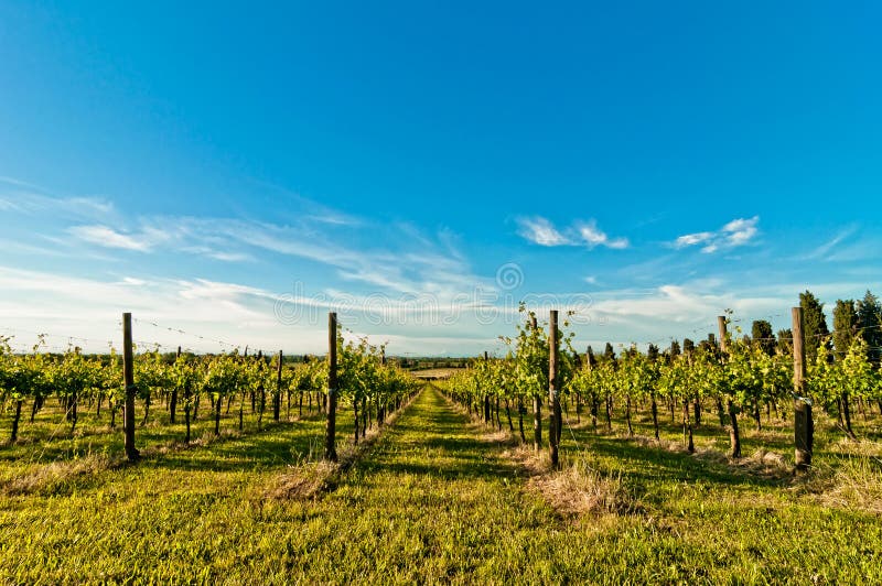 Vineyard during Springtime in Reggio Emilia, Italy Stock Photo - Image ...