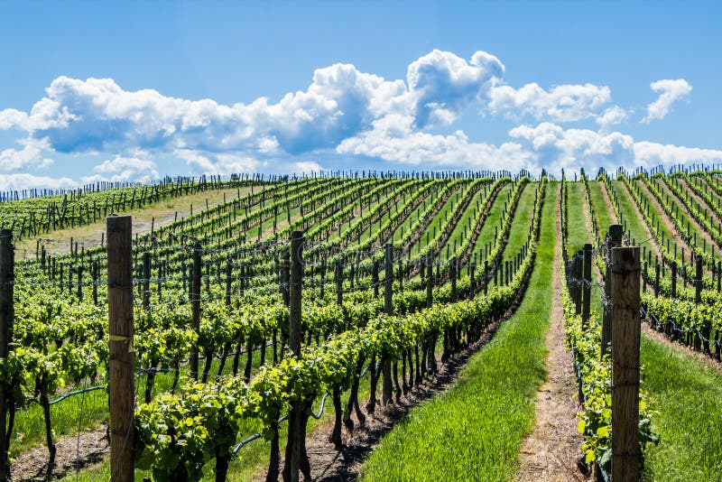 Vineyard in Springtime: Rows of Grapes Under a Blue Sky Stock Photo ...
