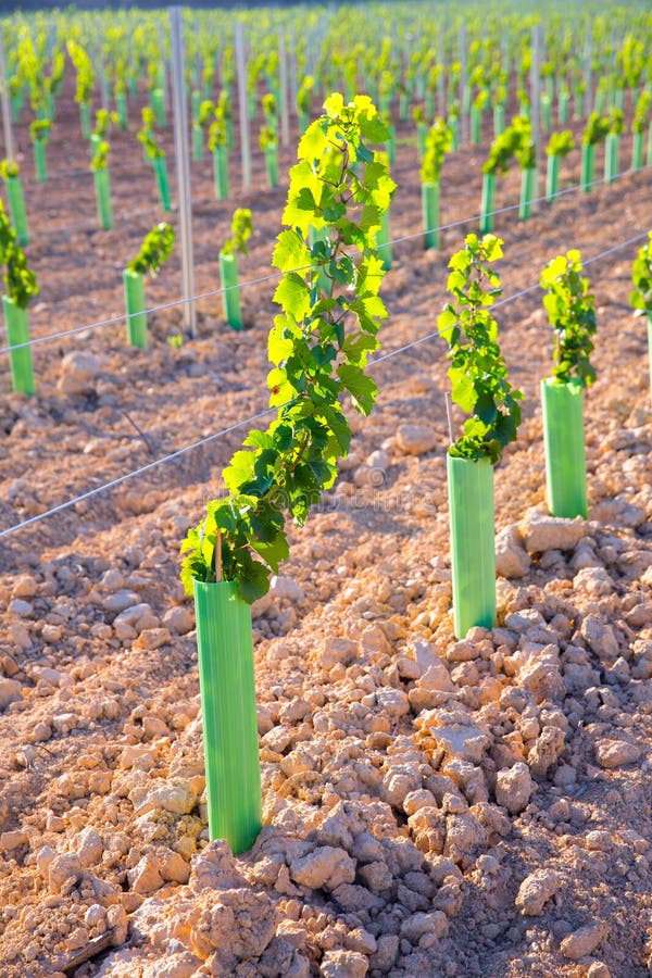 Vineyard Sprouts Baby Grape Vines in a Row Stock Image - Image of ...