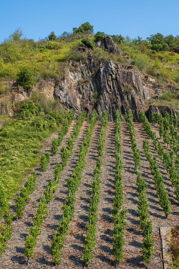 Vineyard on the Steep Slope Stock Photo - Image of culture, travel ...