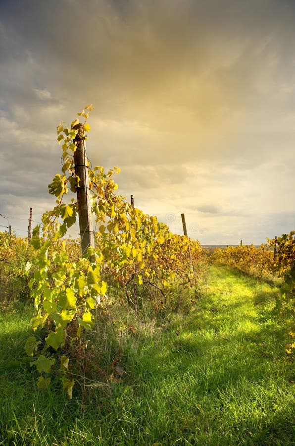 Vineyard with Stormy Sky during the Fall Season Stock Image - Image of ...