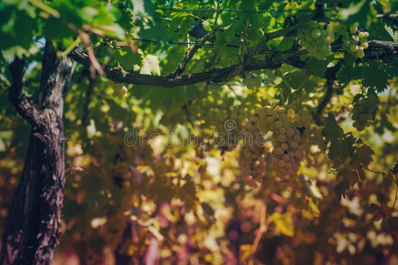 Vineyard in Summer. Close Up of Bunch of Grapes and Vines Stock Photo ...
