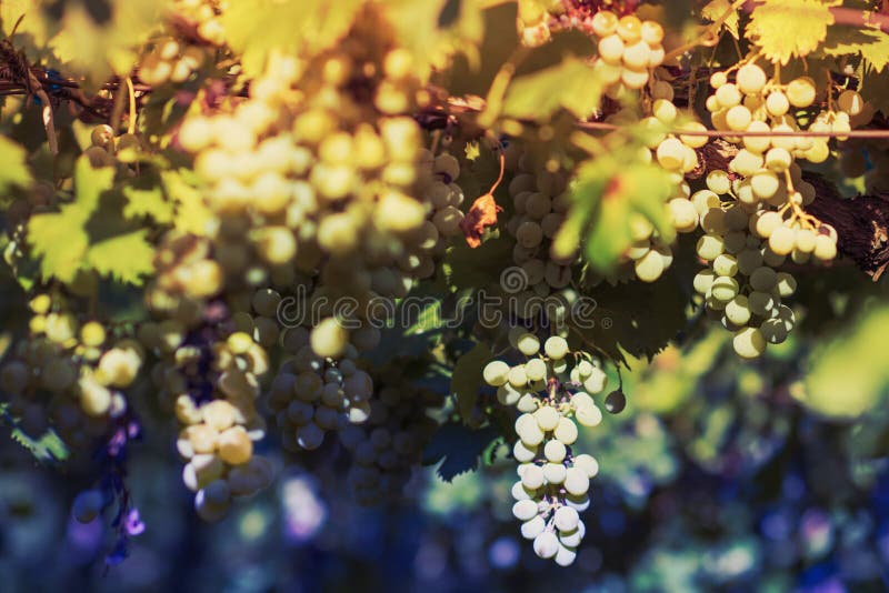 Vineyard in Summer. Close Up of Bunch of Grapes and Vines Stock Photo ...