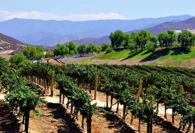 Vineyard in the Summer with Mountain Backdrop Stock Image - Image of ...