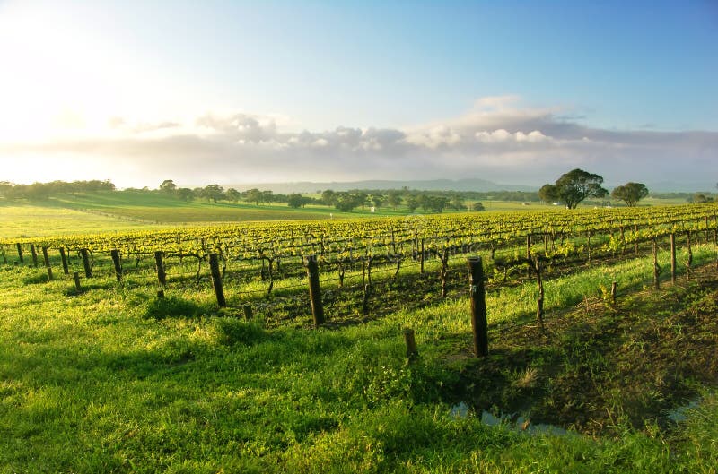 Vineyard Sunrise stock photo. Image of dawn, grapes, region - 1275496