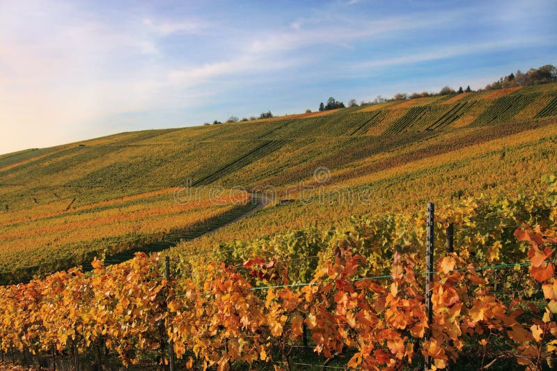 Vineyard at sunset stock image. Image of farm, alcohol - 10963811