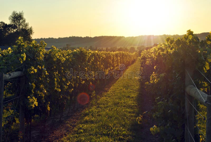Amazing Vineyard Sunset stock image. Image of rural, wine - 9739447