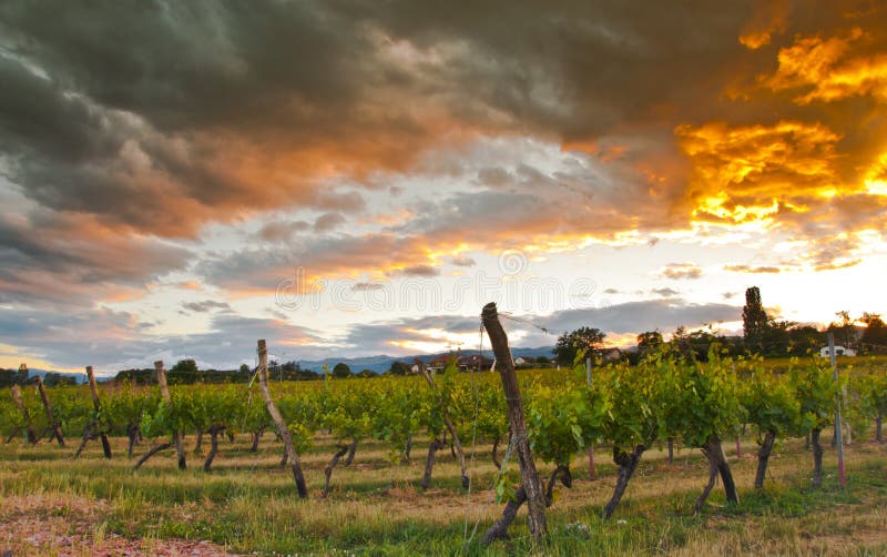 VIneyard at sunset stock photo. Image of sunset, dramatic - 22600228