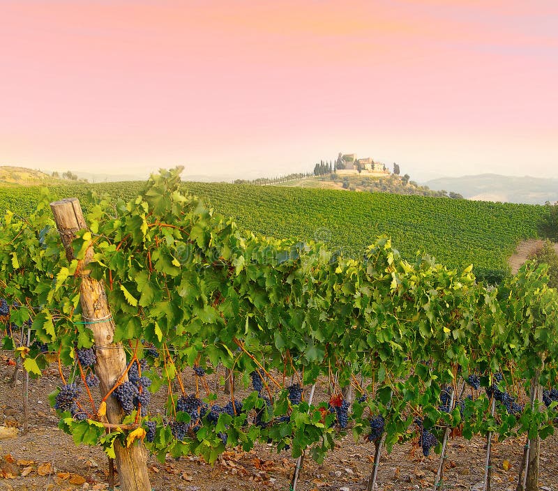 Vineyard sunset stock image. Image of vacation, tourism - 25835707