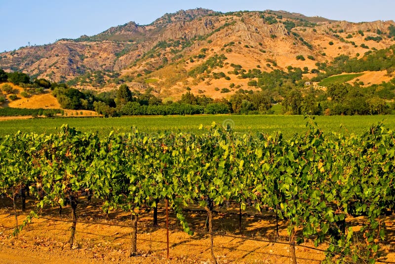 Vineyard at sunset stock photo. Image of grow, landscape - 4579522
