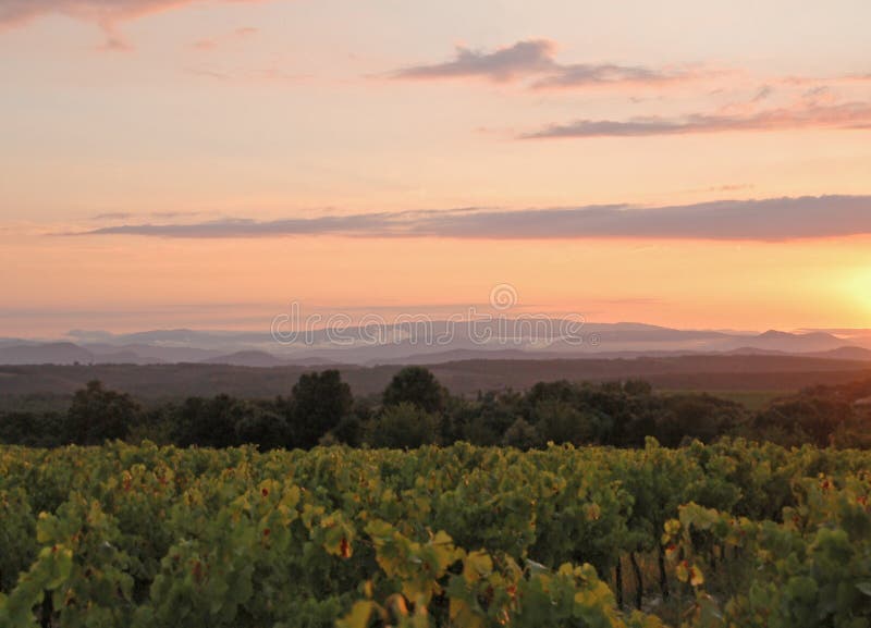 Vineyard Sunset stock photo. Image of horizon, orange - 6163642