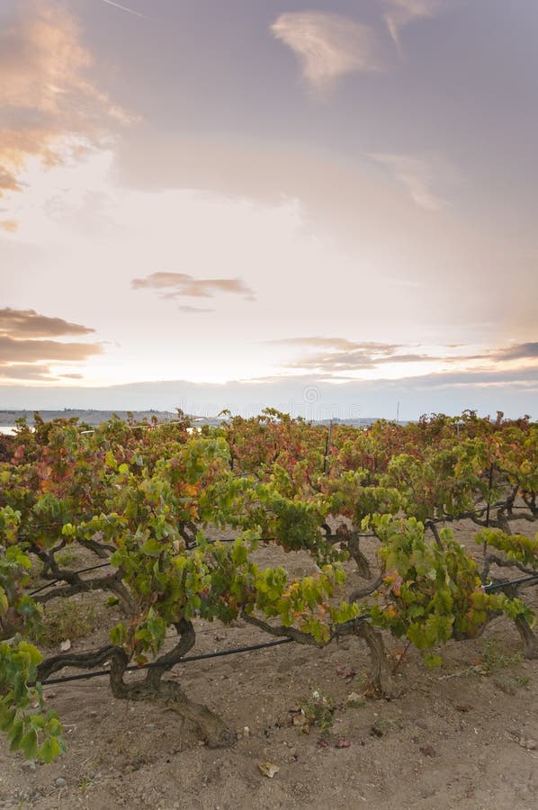 Vineyard at sunset stock photo. Image of landscape, agricultural - 6655182