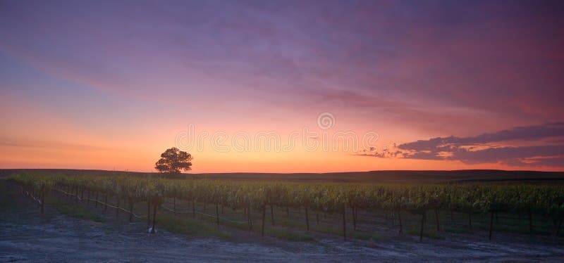 Vineyard Sunset stock photo. Image of valley, landscape - 906282