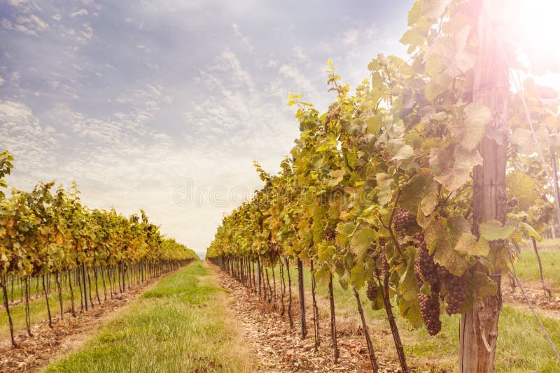 Vineyard at sunset. stock photo. Image of sunset, outdoor - 96283100