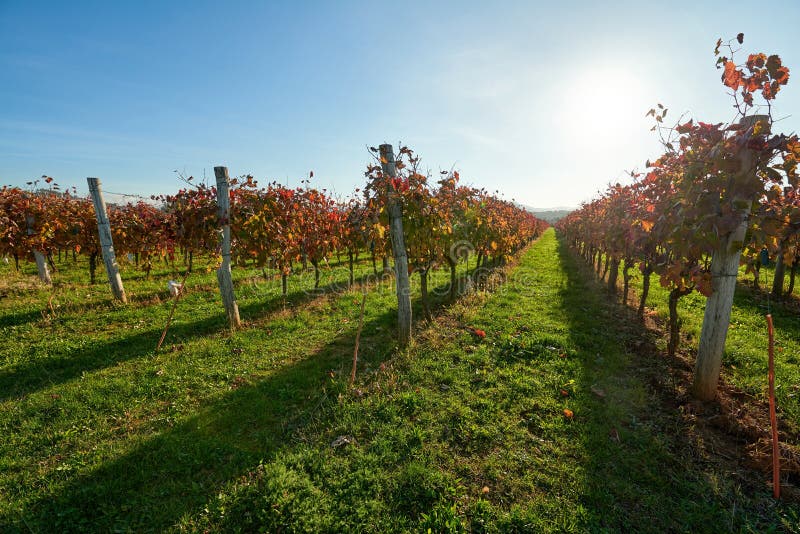 Vineyard at sunset stock photo. Image of sauvignon, plantation - 82816616