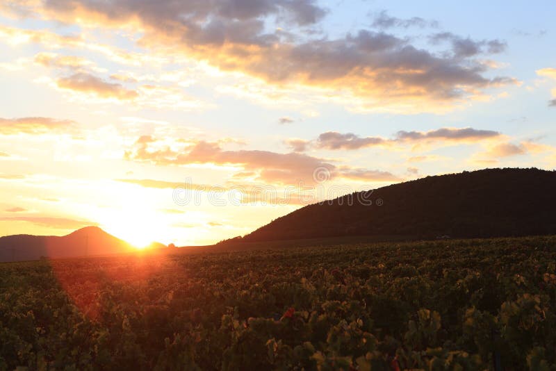 Vineyard in sunset stock image. Image of farm, german - 87811091