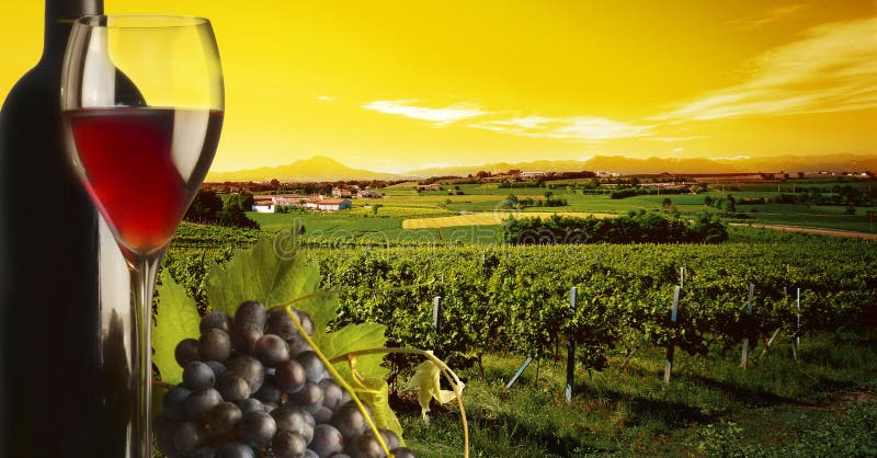 Vineyard in the sunset stock image. Image of landscape - 42352889