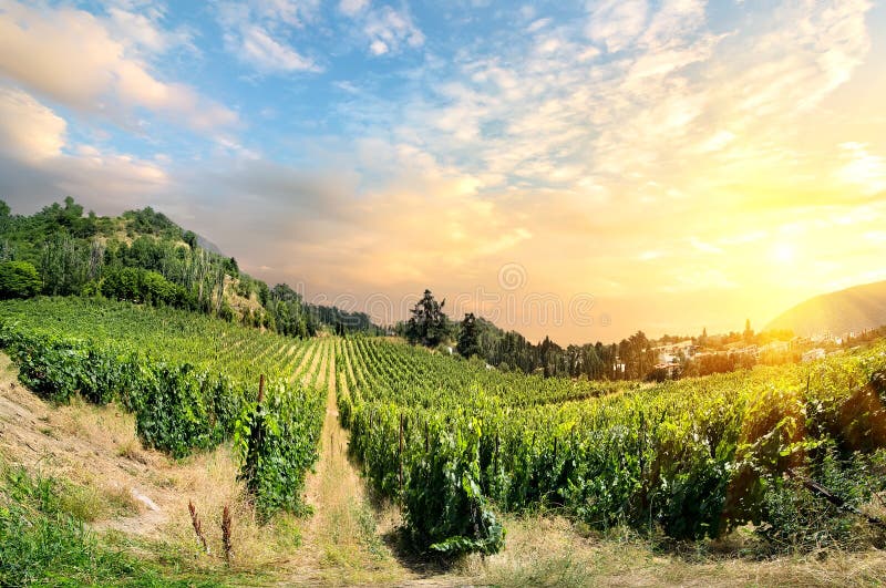 Stunning Sunset Landscape of Grape Field Stock Photo - Image of garden ...