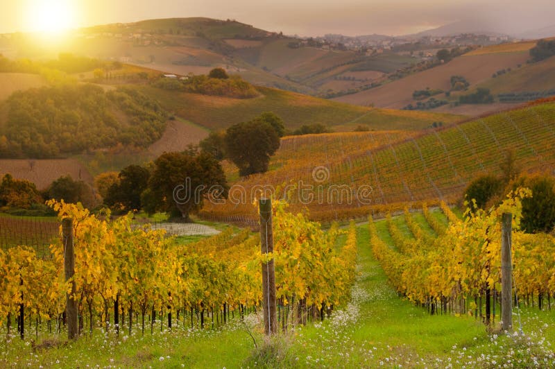 Vineyard on sunset stock image. Image of italy, tuscany - 77158897