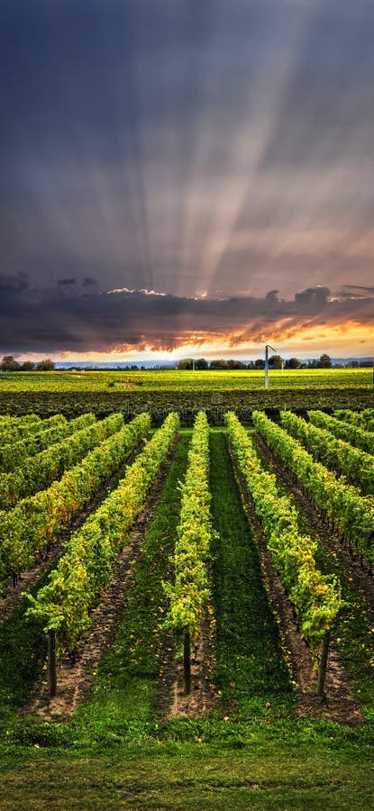 Vineyard at sunset stock photo. Image of outdoor, niagara - 31496964