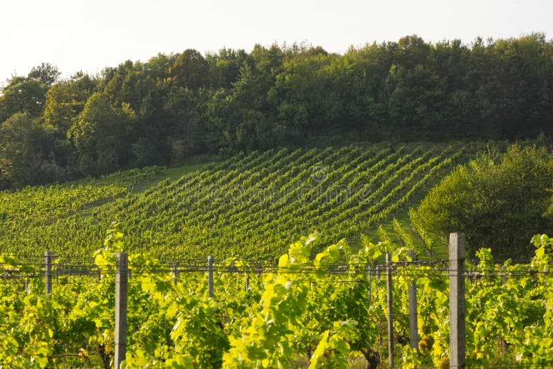 Vineyard in Surrey, England Stock Photo - Image of green, nature: 202494856