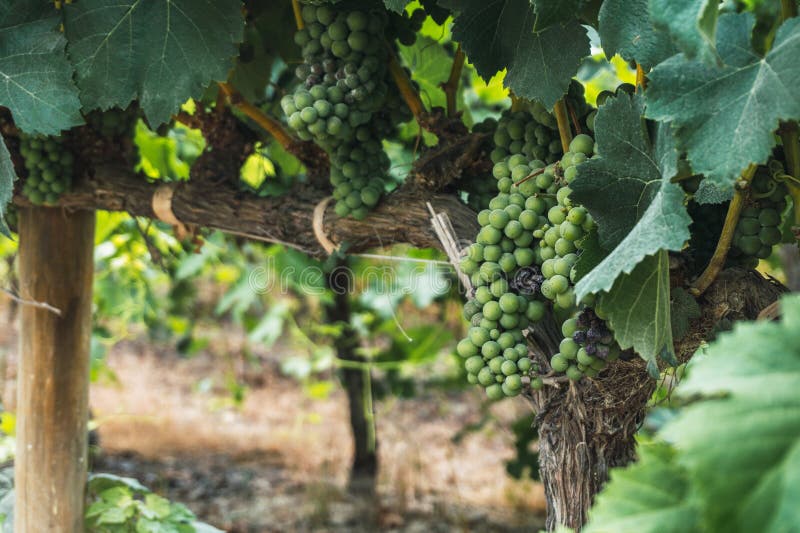 Vineyard in Tambo De Tacama, Ica Peru Stock Photo - Image of rural ...