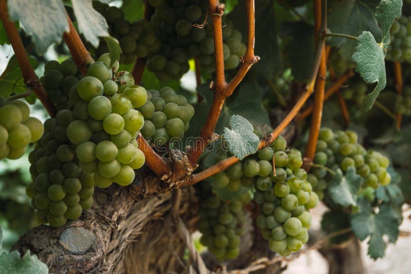 Vineyard in Tambo De Tacama, Ica Peru Stock Photo - Image of travel ...