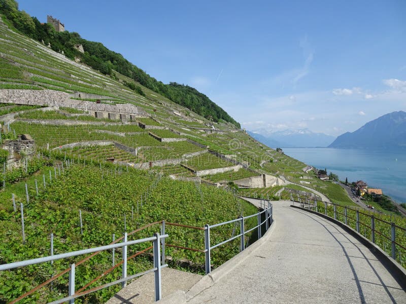 Vineyard Terraces, Unesco Site in Switzerland, Vaud Stock Photo - Image ...